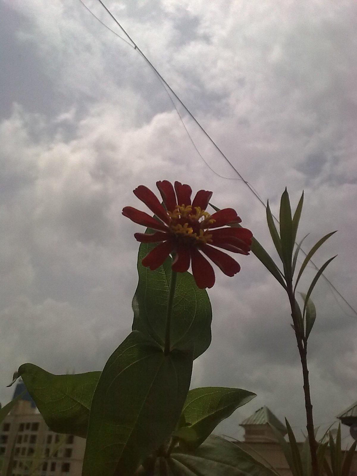 Garden Care Simplified: Colourful Zinnia Flowers