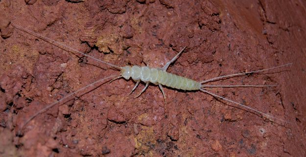 miosotis: MAIOR INSETO SUBTERRÂNEO TERRESTRE DA EUROPA DECOBERTO NO ALGARVE