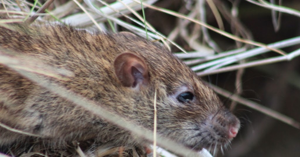 A life at the shoreline. .. by Jeff Copner : Brown Rat