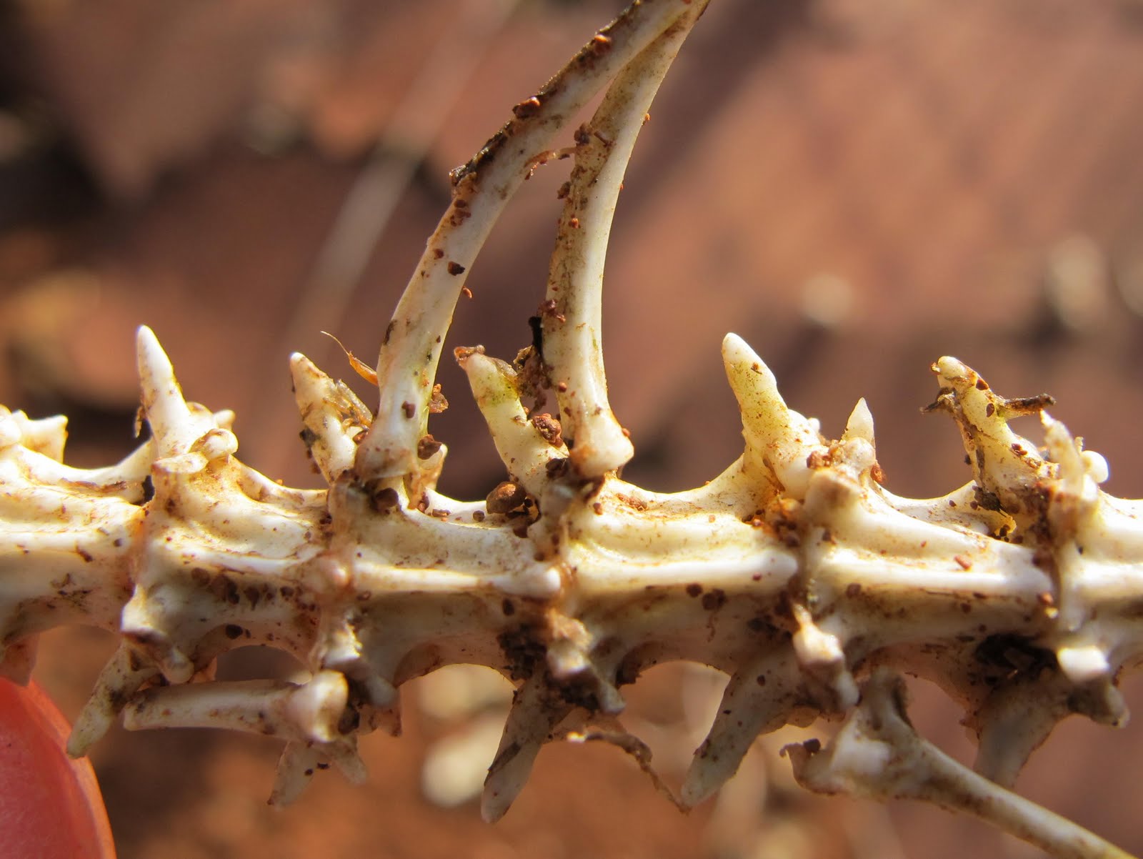 Blue Jay Barrens: Snake Bones