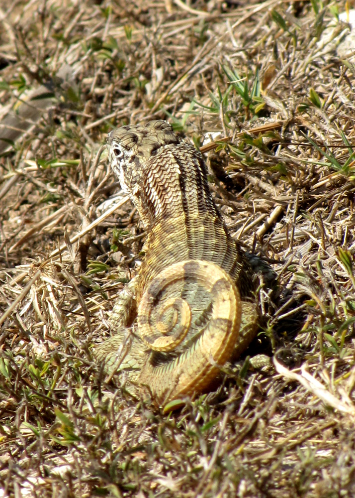 North Shore Nature: Some Cuban lizards