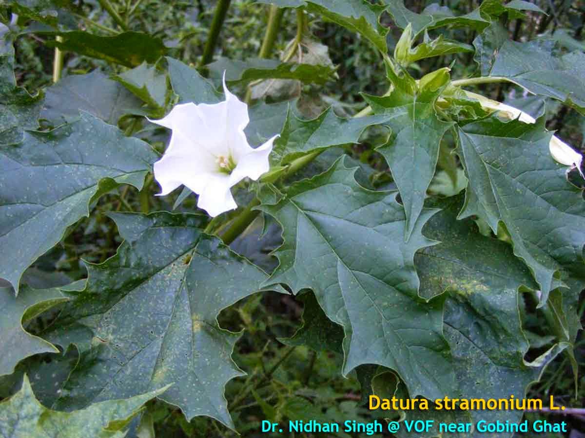 Medicinal Plants: Datura stramonium