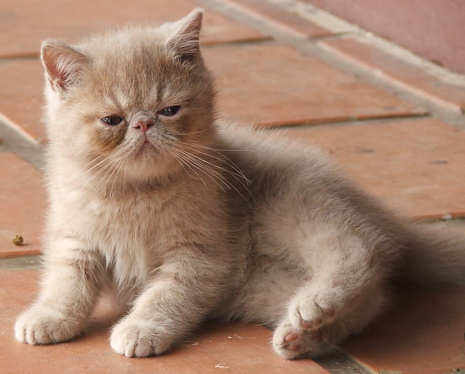 Happy Pet: Gato Exótico