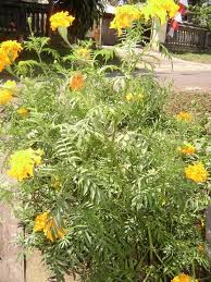 TKQ-TPQ-DTA AR-ROHMAN GEGESIK KIDUL: Lantana camara L.(kembang tembelek)