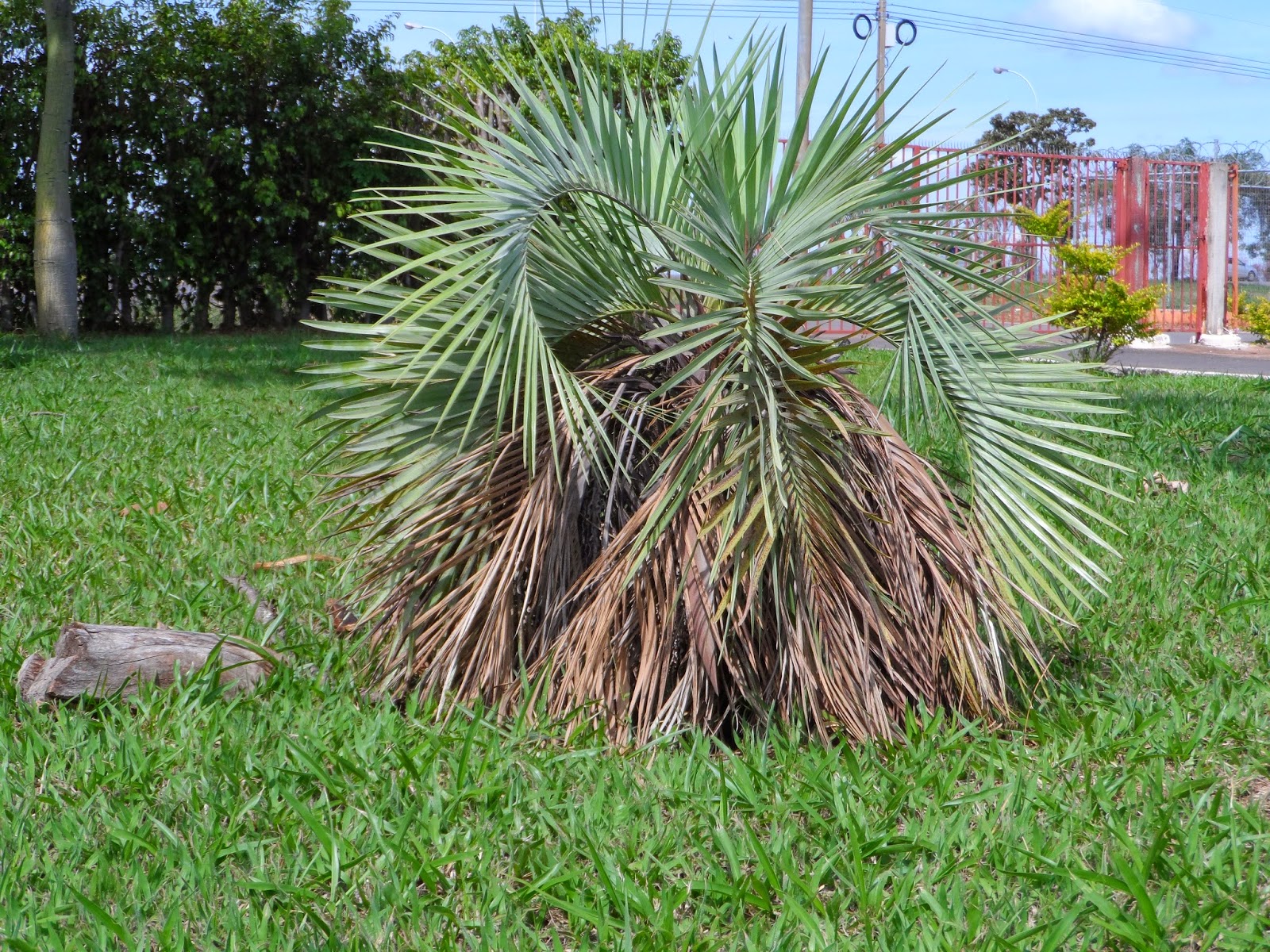 Butiazinho {Butia archeri (Glassman) Glassman} | A planta da vez
