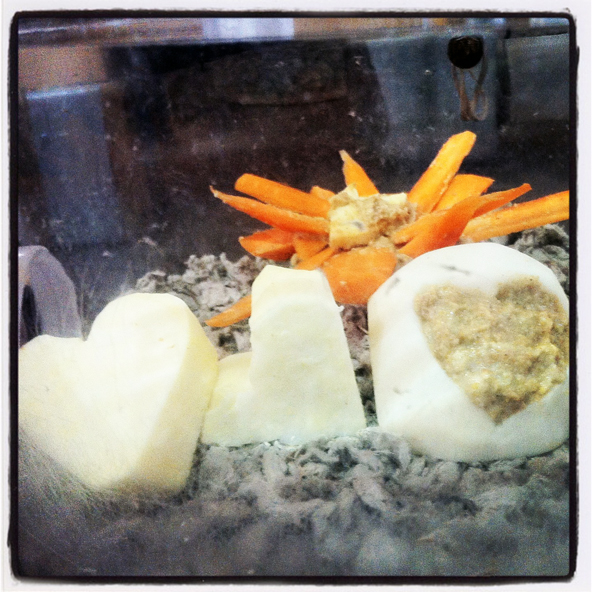 Pacific Science Center Life Sciences: Naked Mole Rat Enrichment