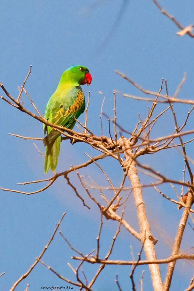 The Chiwit Chronicles: March 2014