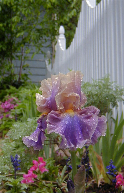 World of Irises: Heavenly Hager Irises