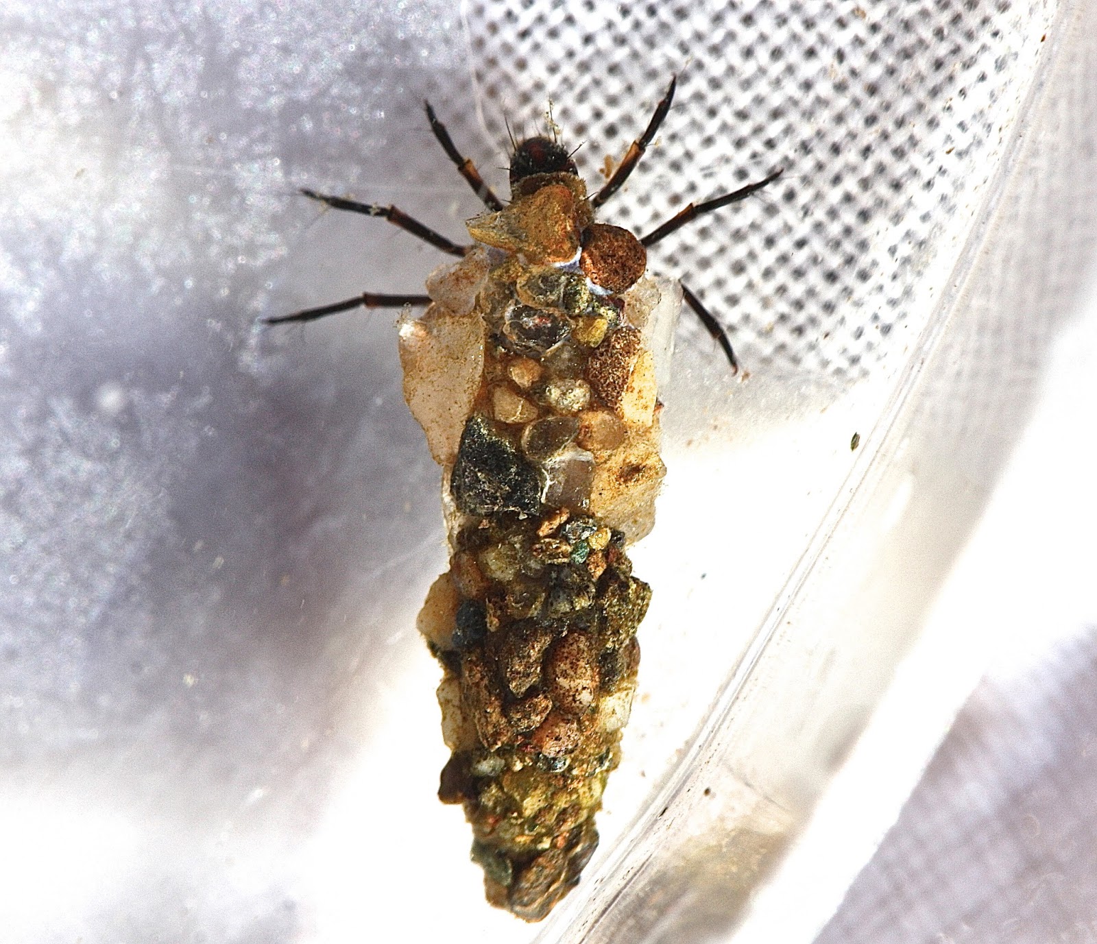 Aquatic Insects of Central Virginia: Color comes to the Doyles as the ...