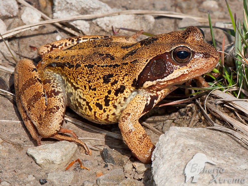 Bicherío Xtremo: Ranas bermejas...