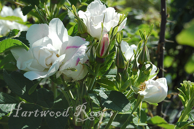 Hartwood Roses: Changes