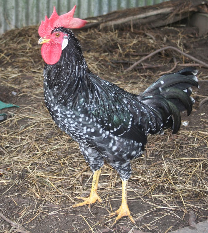 ANCONA ~ chicken breeds - ρατσες φυλες κοτας