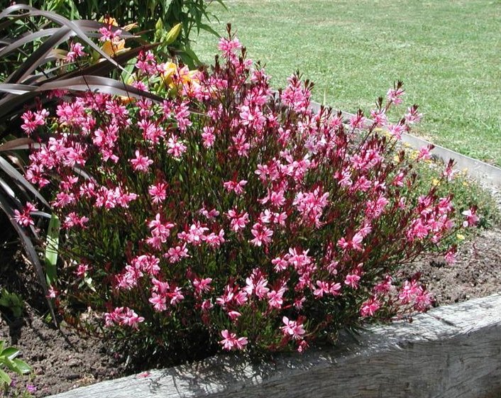 Gaura - Flowers