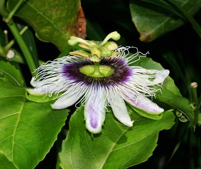 Dasar Bunga (Receptaculum atau Torus) ~ MUNAWI INSIDE
