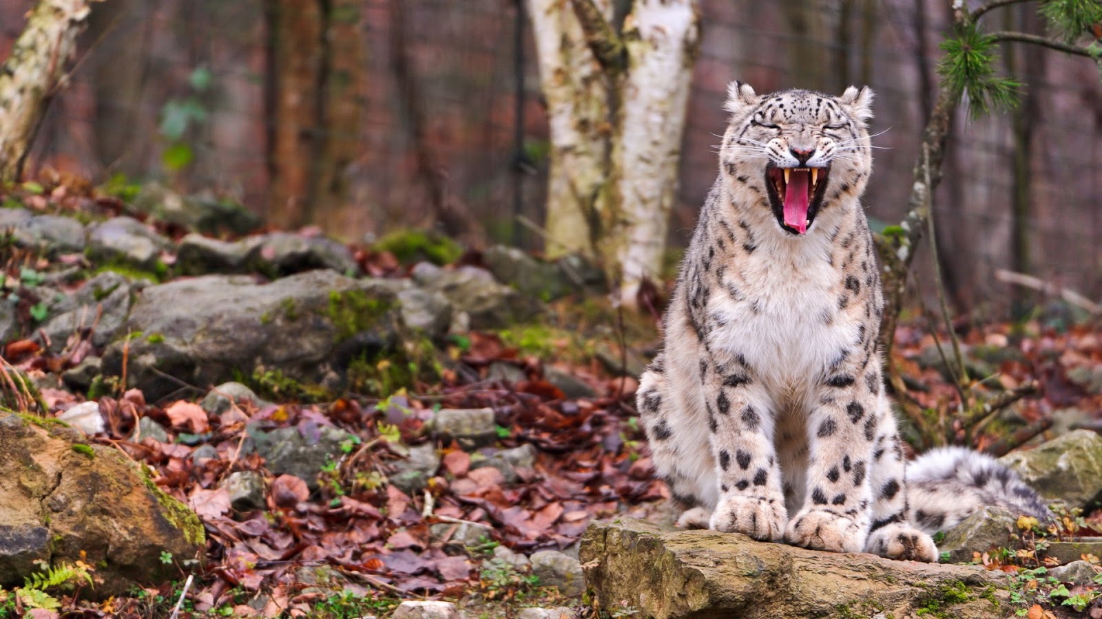 Snow Leopard - HD Wallpapers | Earth Blog