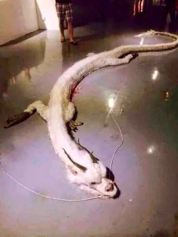 A dragon has been shot dead in a house in West Malaysia. - 360 Degreez