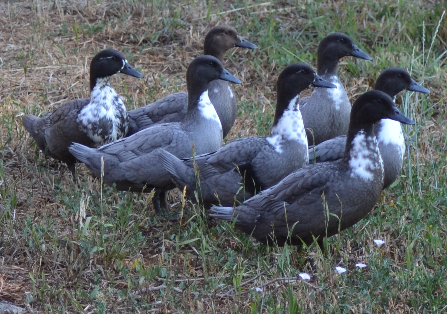 Pellaprat: Pačje kolinje II