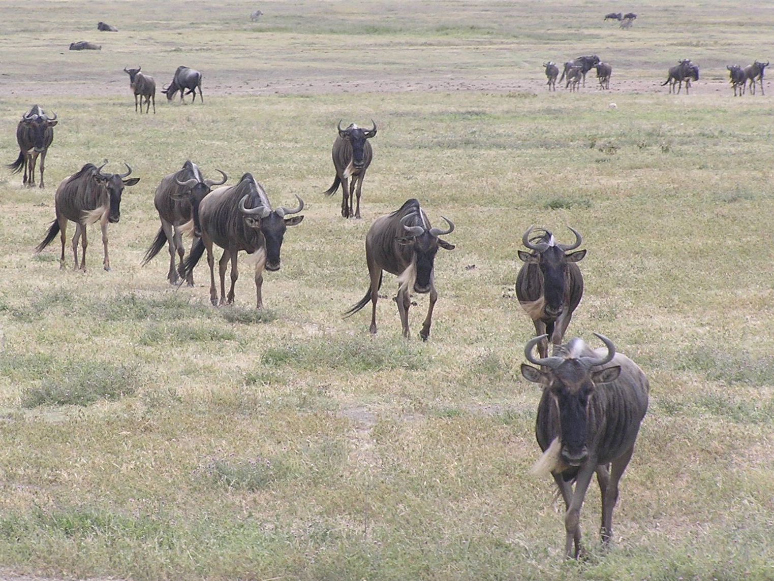 Earth on the Wing: Run like an antelope