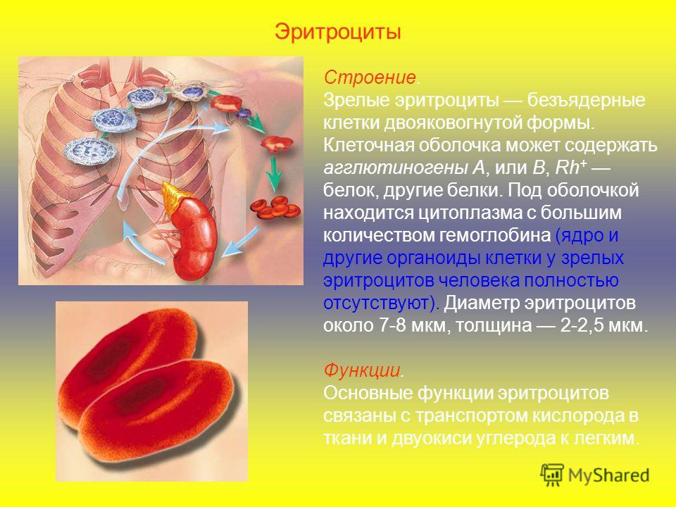 Биология Человека 9 Класс.Rar - relizuapreview
