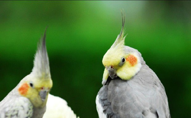 Peta - A calopsita !: Fotos de calopsitas lindas