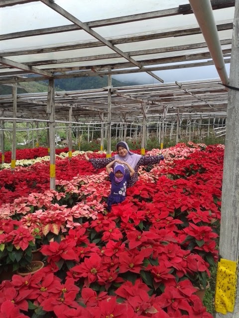 ENJOY'S OUR LIFE: BUNGA BUNGA DI KUNDASANG SABAH