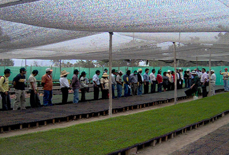 Exportaciones Peruanas de Páprika