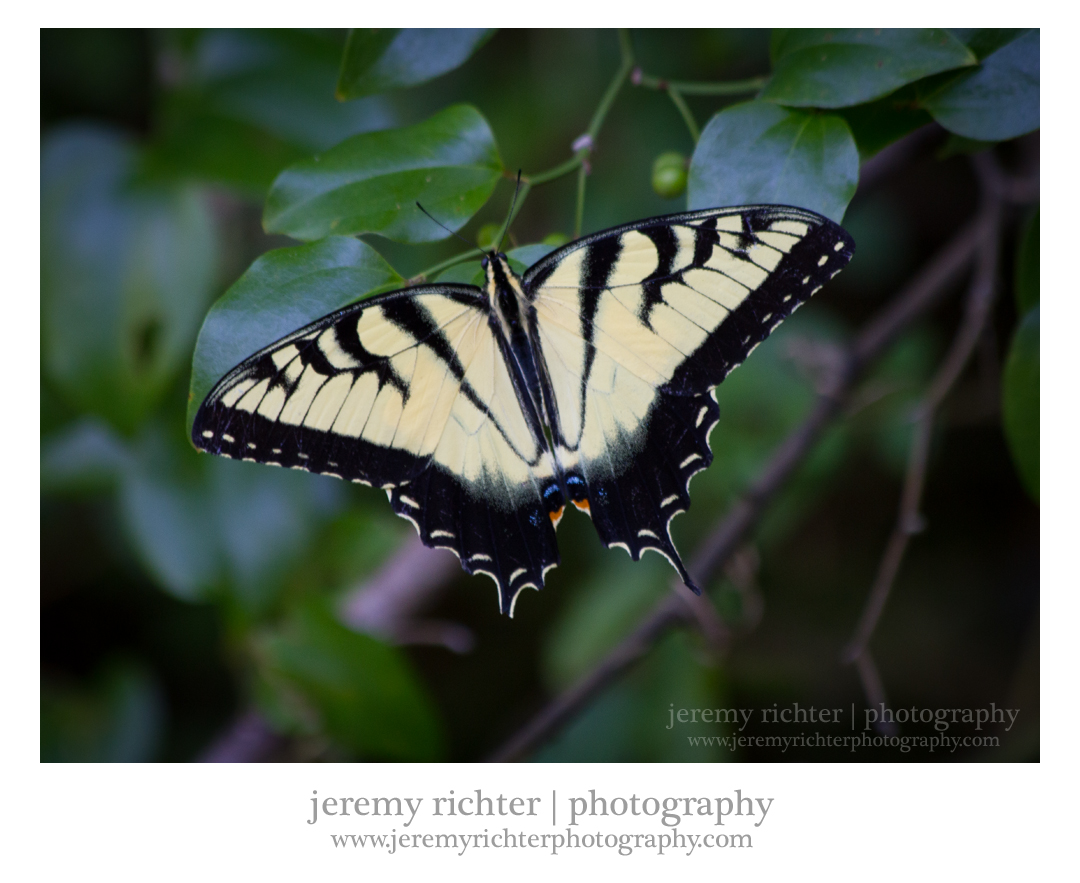 jeremy richter | photography :: blog: Eastern Tiger Swallowtail ...