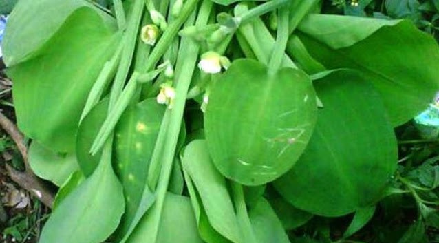 Jangan Remehkan Tanaman ini! Genjer Ternyata Sangat Berkhasiat Bagi ...