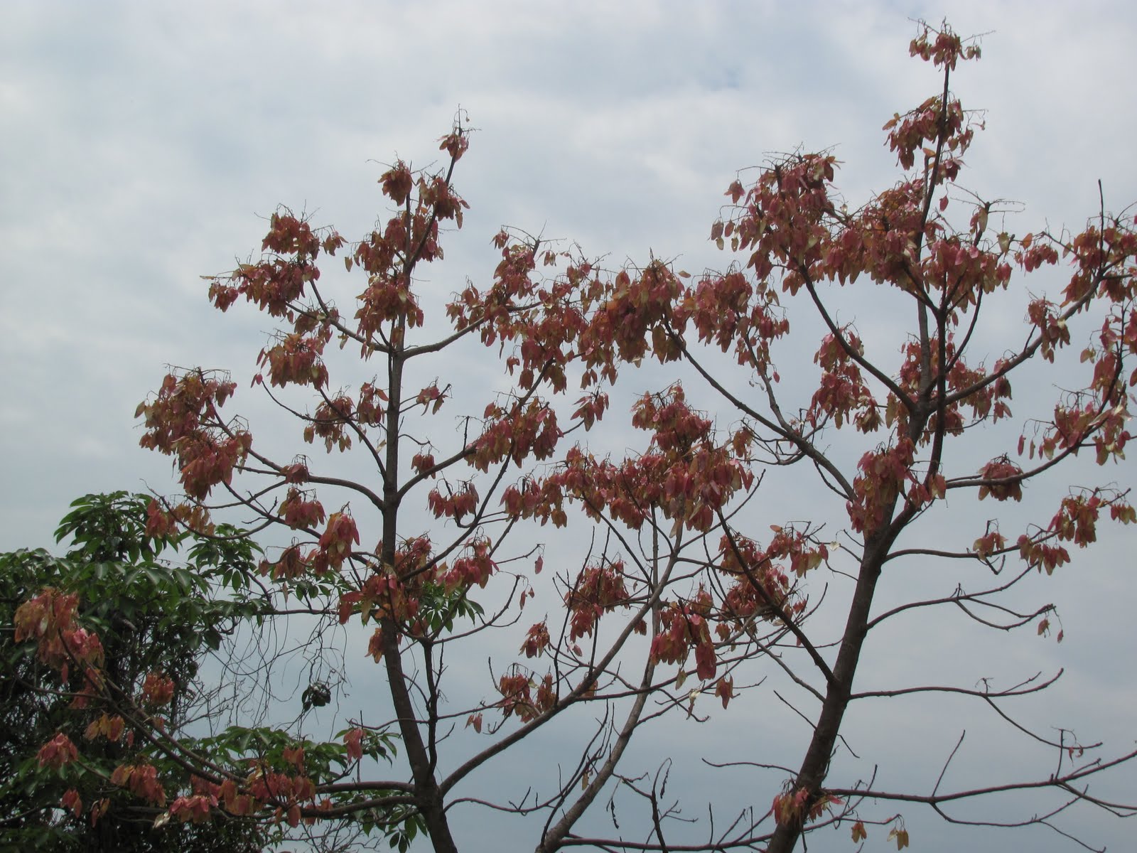 Village View: Local trees of Nagaland
