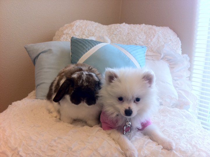 Not So Shabby - Shabby Chic: White Wednesday