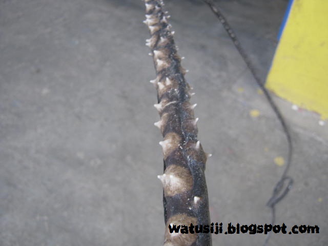 Watusiji Nusakambangan Gemstone: Ekor Pari Brahma Pantai Selatan