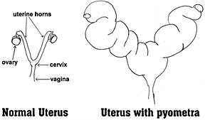 Piómetra Canina: ¿Qué es la piómetra?