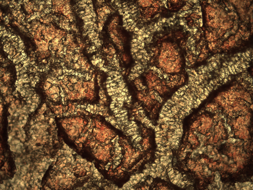 Microscope World Blog: Polarizing Microscope Images of Food