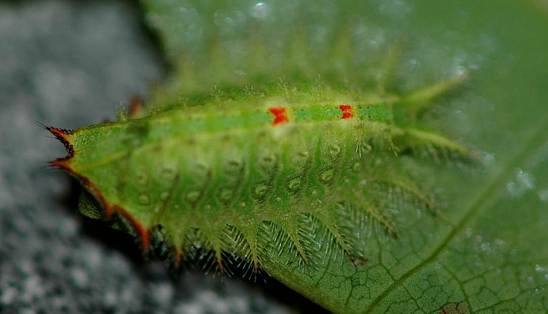 Field Biology in Southeastern Ohio: Stinging Slug Caterpillars, OUCH!!