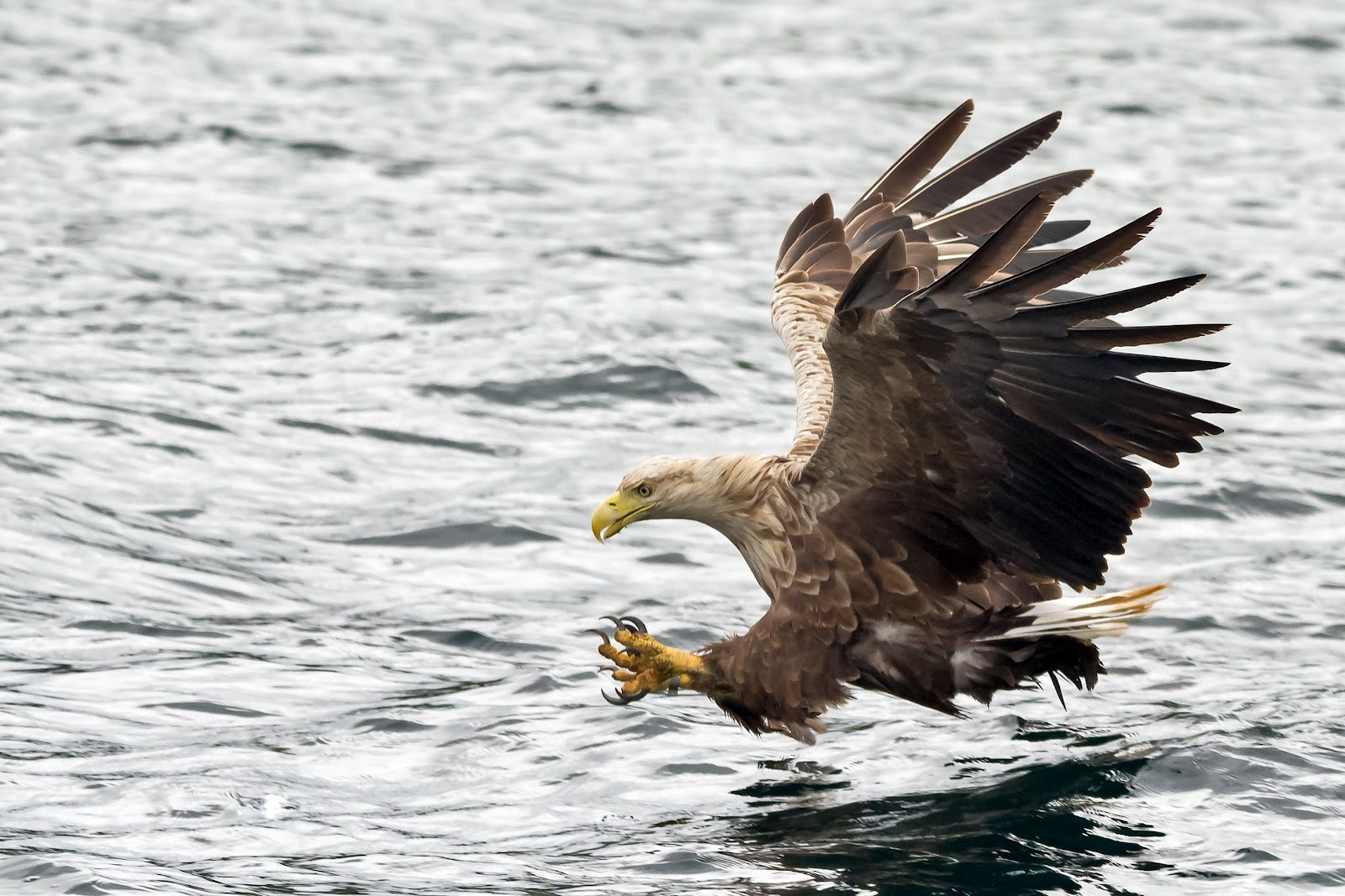 Neil's Bird photography: Sea eagles from Mull