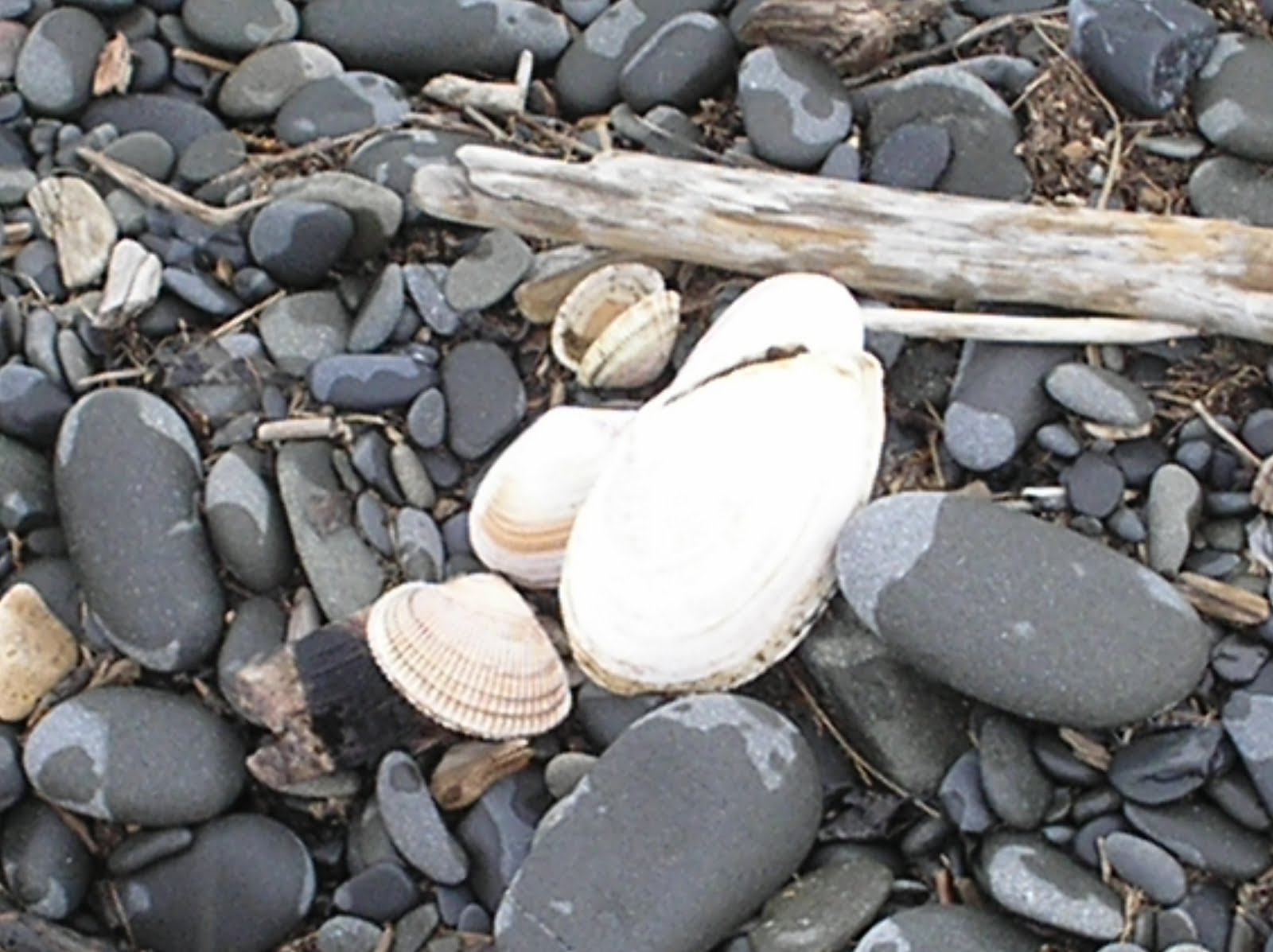 Alaska Adventure: Unalakleet: Training, Beach, and Bones