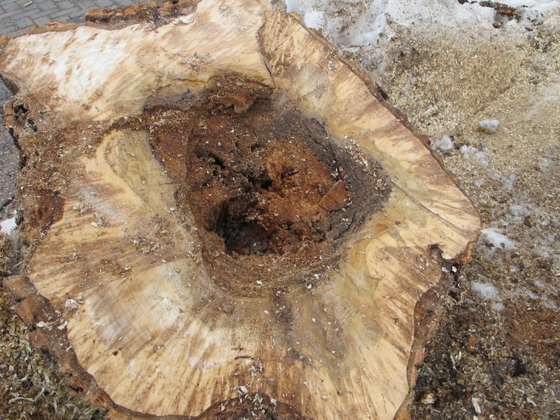 The Cranbrook Guardian: Tree Removal in Rotary Park