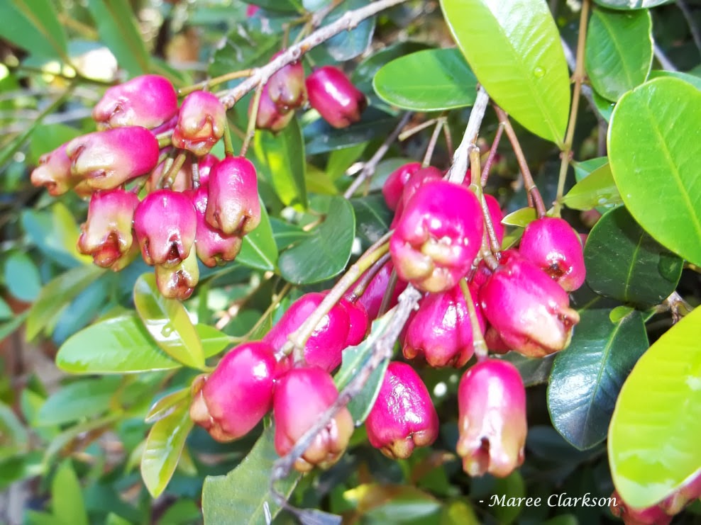 Hedgie's Nature Journal : Food from trees - The Waterberry