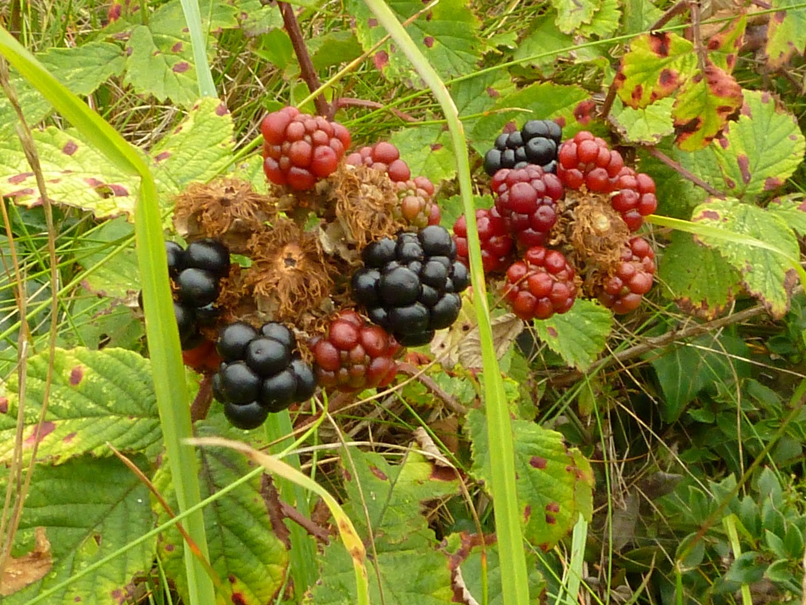 Erbe dei Campi: Mora di Rovo (Famiglia Rosaceae)