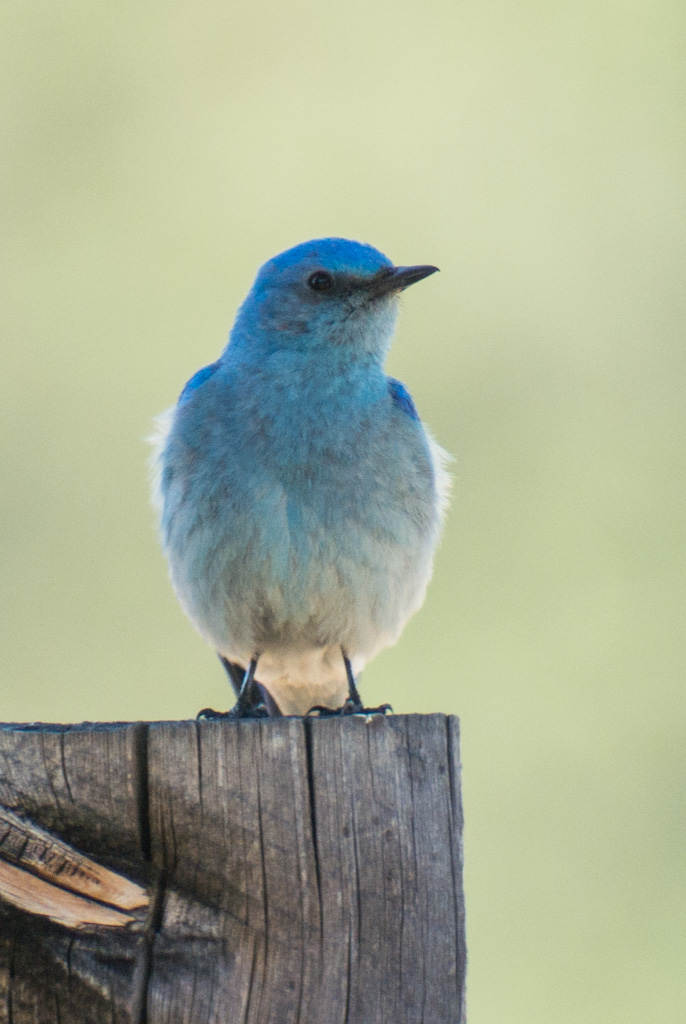 Len's Lens - Confessions of a digiscoper: Mountain Bluebird - Sialia ...