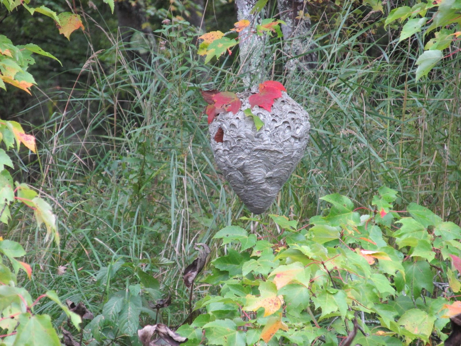 Trashpaddler: Contoocook's Powder Mill Pond