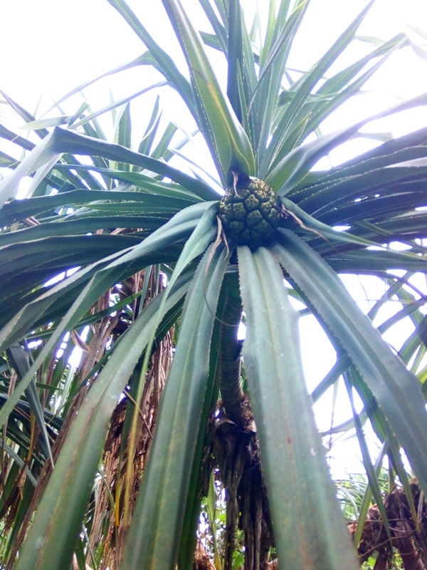 Pandanus tectorius / Vetake - වැටක‍ෙ / Screw pine /Ketaka, Sucikapushpa ...