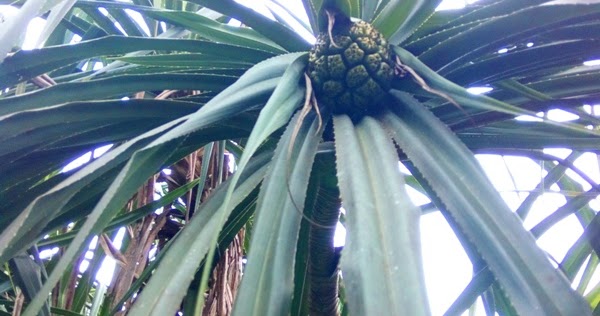 Pandanus tectorius / Vetake - වැටක‍ෙ / Screw pine /Ketaka, Sucikapushpa ...