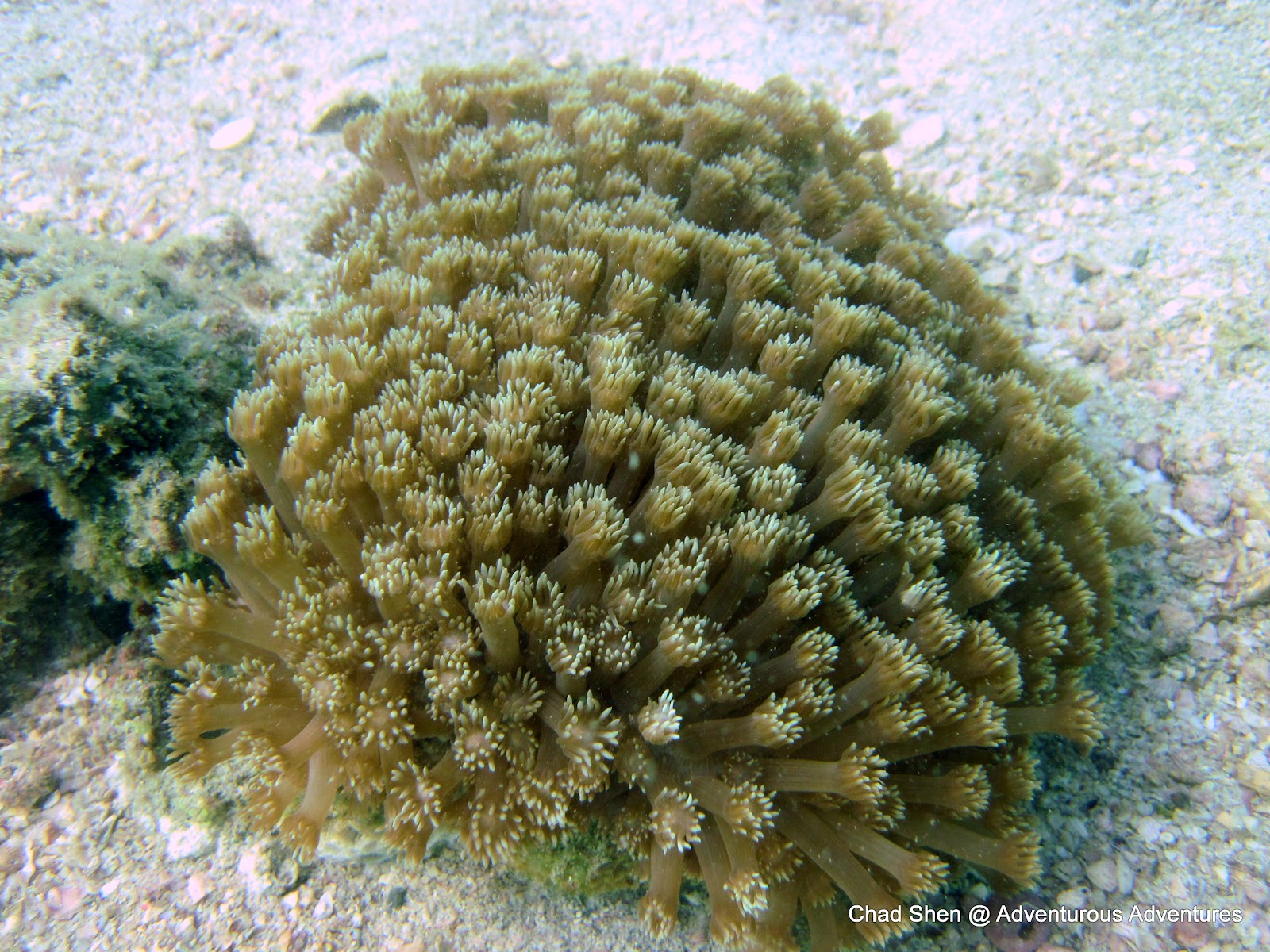 Adventurous adventures: Visiting Sharp Island - HK