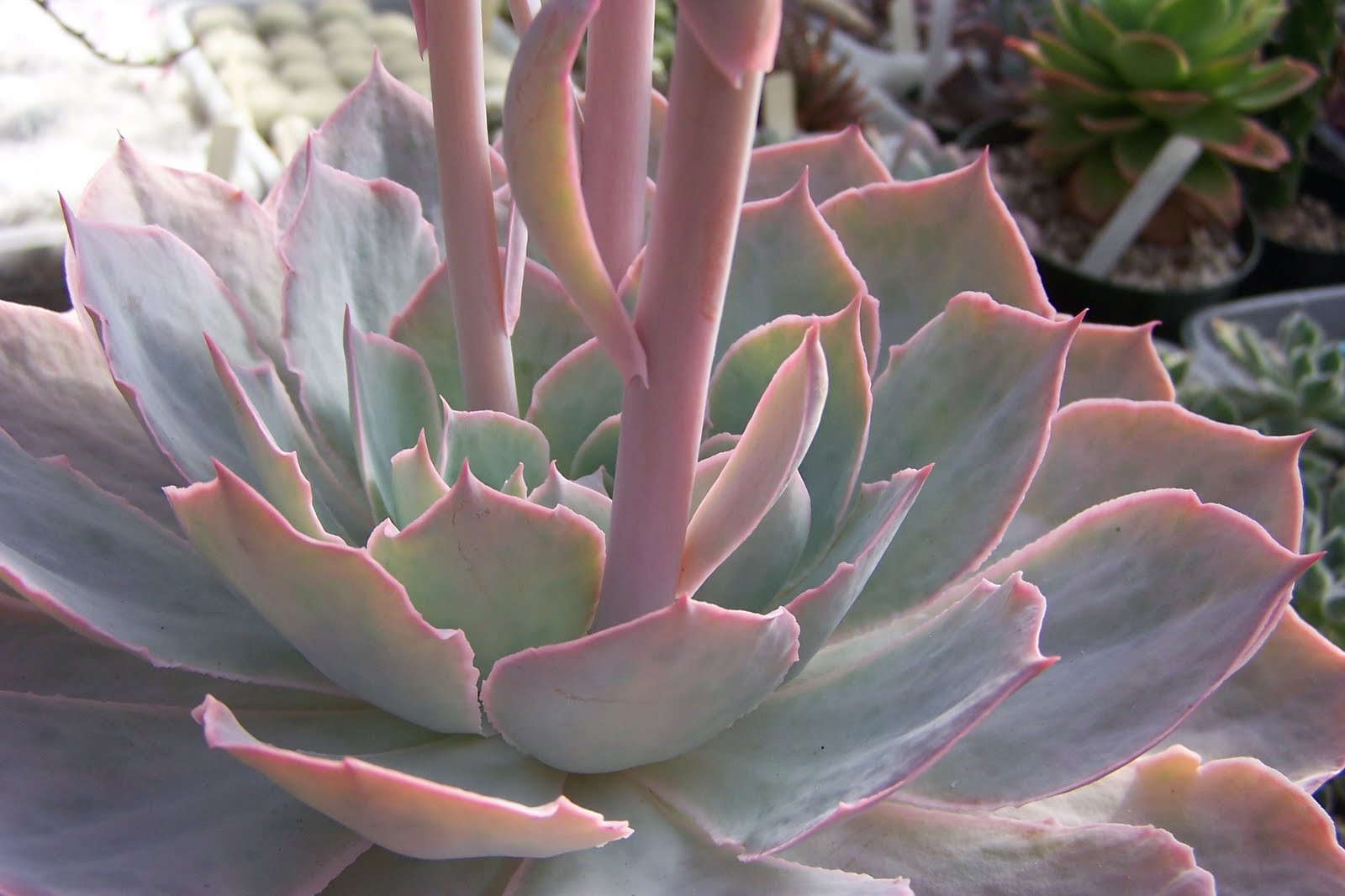 Oregon Cactus Blog: Echeveria 'Morning Light'