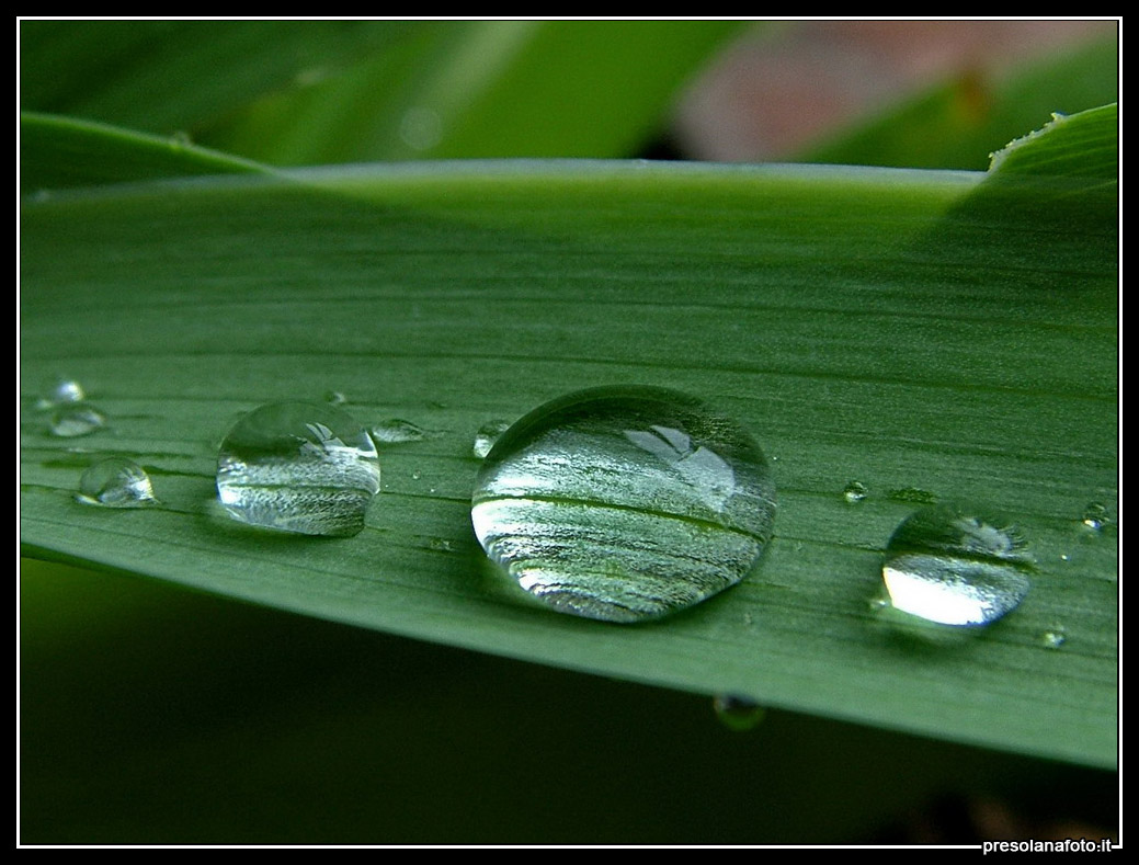 water world: Gocce sull'erba - Italia