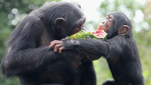 Chimps And Humans Share Sense Of Fair Play - On Air Desgins