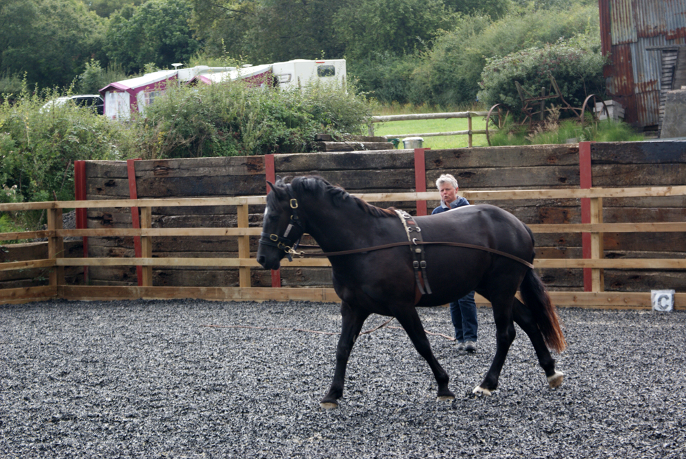 Sarah Weston: 12th May, 2017 Long Reining