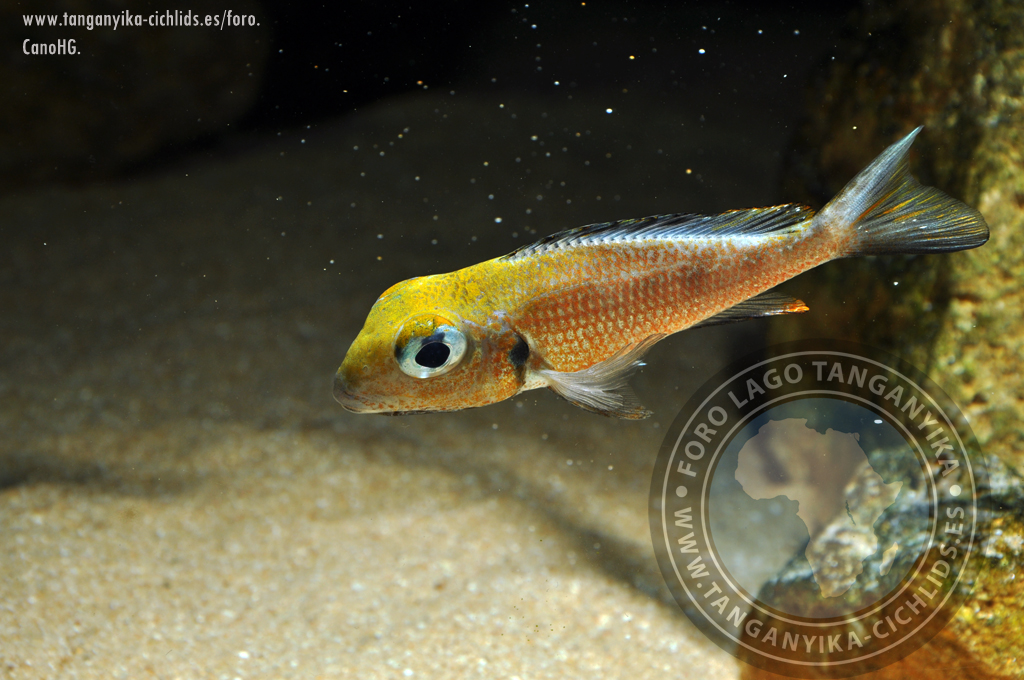 Aquatic: Callochromis macrops Ndole, (Cíclido del Lago Tanganyika)