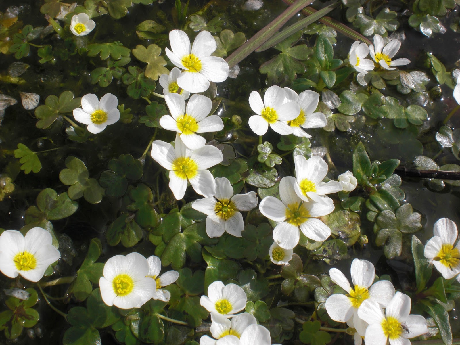 Perfumes y luces de Extremadura: Ranunculus aquatilis. Familia ...